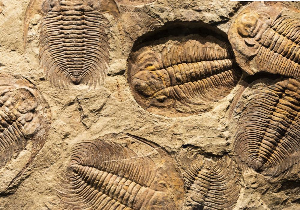 L’HISTOIRE DE NOTRE MONDE – La prehistoire – Science et Technologie